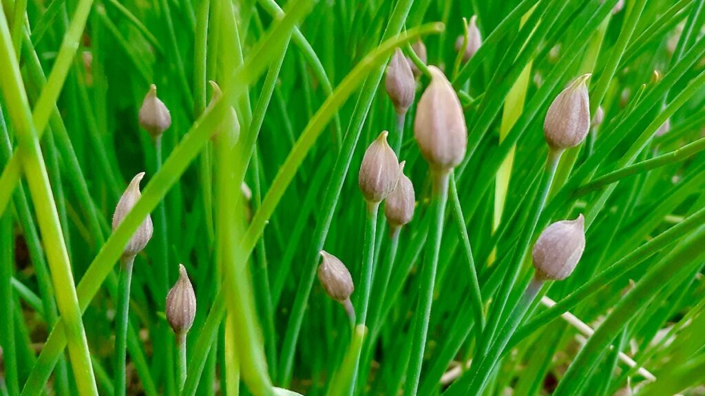 Tasty Chives! - The Arts Incubator