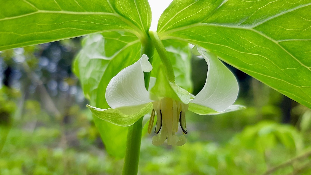 The Nodding Trillium - The Arts Incubator