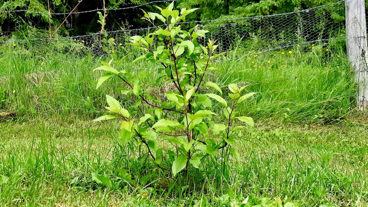 Apple Trees Loving Summer! - The Arts Incubator
